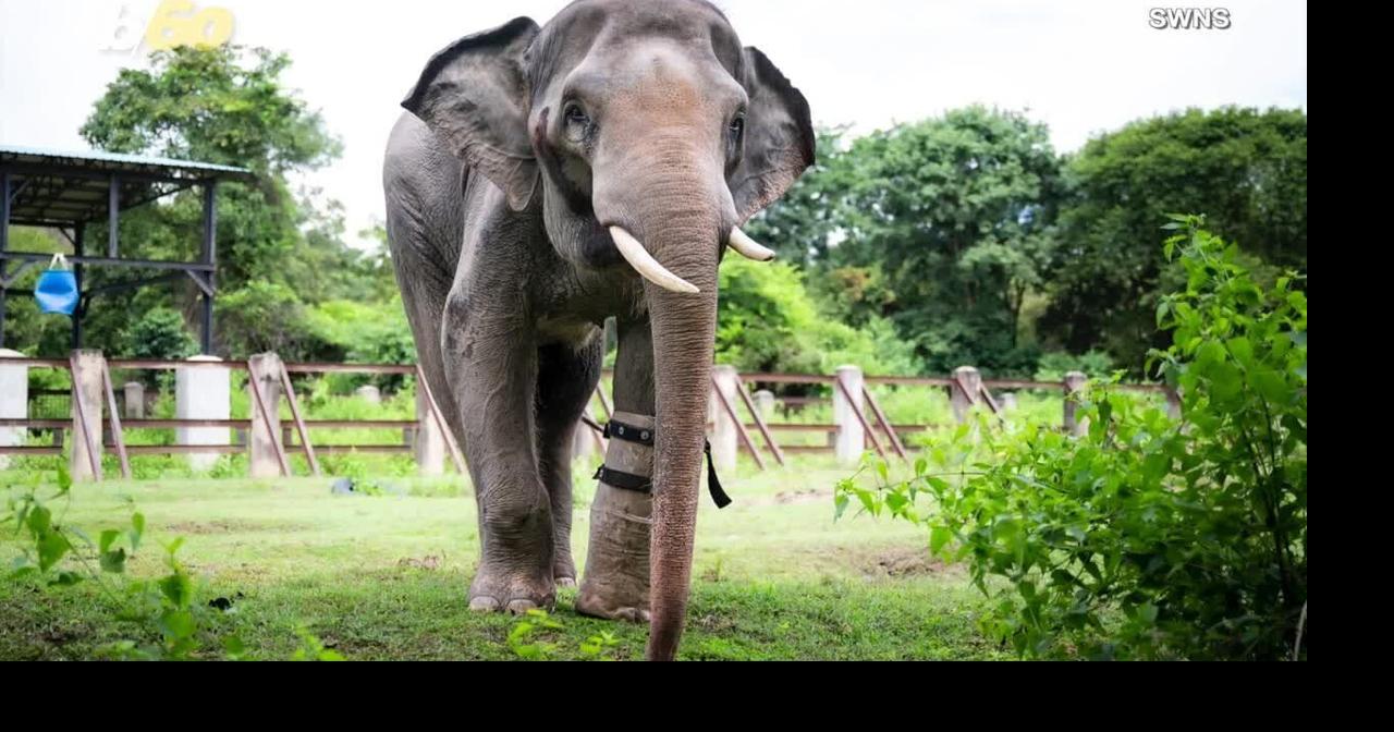 Elephant who lost foot in a snare trap walks again thanks to a ...