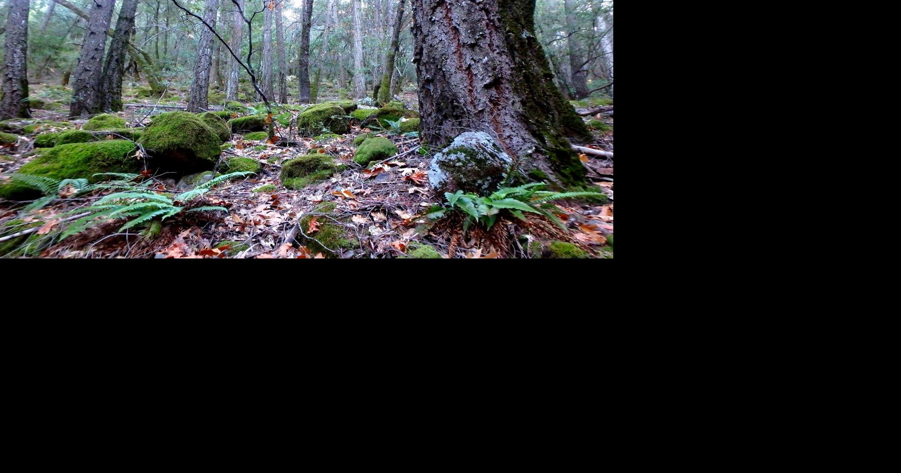 Land Trust of Napa County acquires 320 undeveloped acres above ...