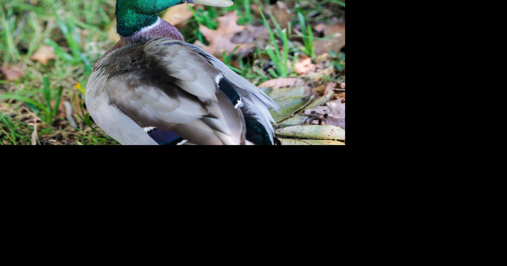 Photos: This chicken and duck have become best friends — and travel as ...