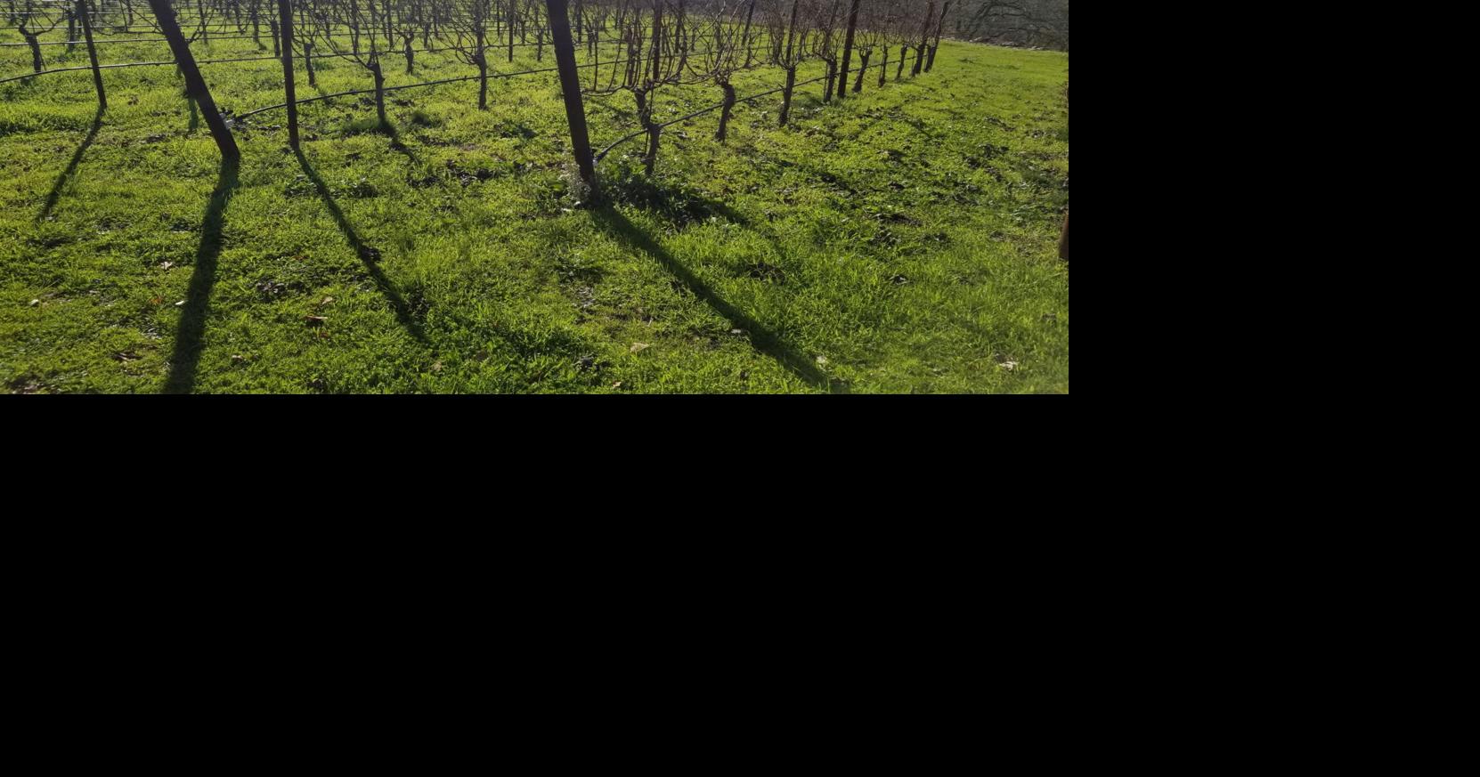 Lives of the Vines | | napavalleyregister.com