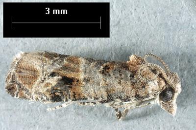 Napa County continues post-eradication monitoring for European ...