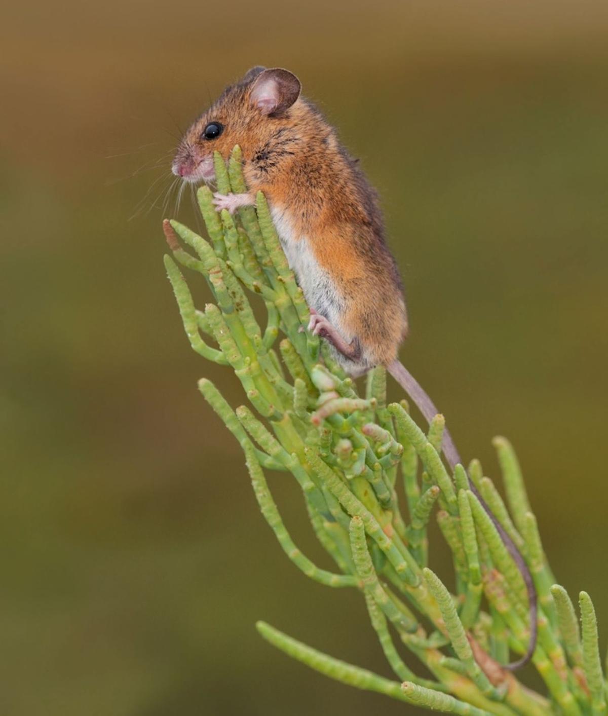 'Wild American Canyon' discusses endangered species, climate change ...