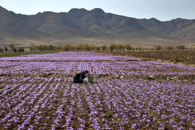 saffron fields iran