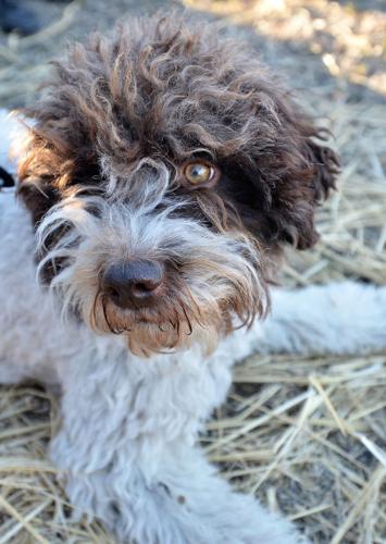 Trained truffle dogs sniff out the goods
