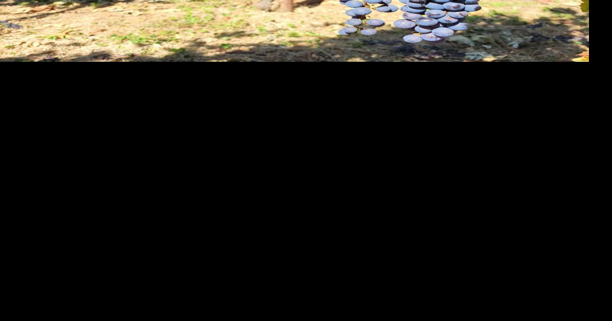 Napa Valley grape growers pick early reds | News | napavalleyregister.com