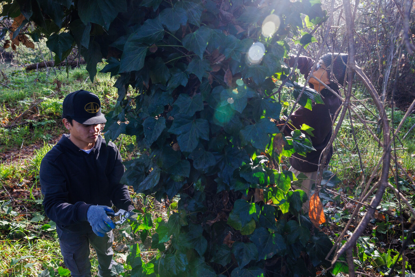 GALLERY: Invasive ivy cleanup along the Napa River to celebrate Martin ...
