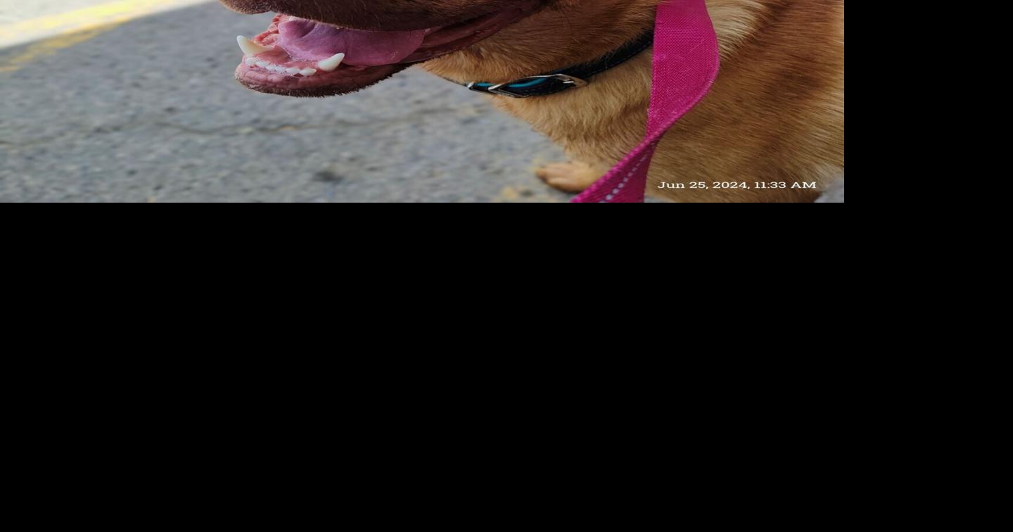 Adopt Charlie at We Care Animal Rescue in St. Helena | Lifestyles ...