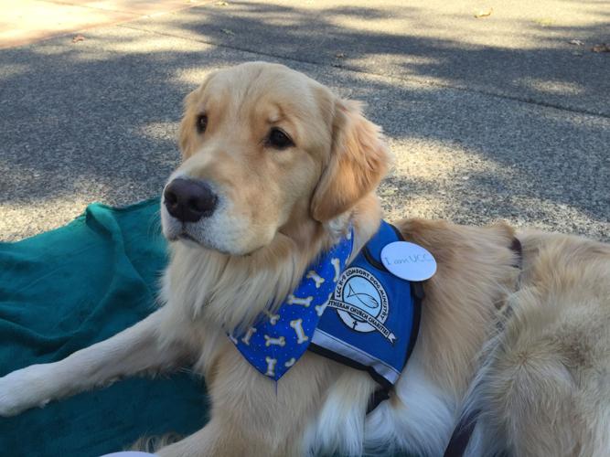 Napa comfort dog Aaron remembered for docile, gentle nature | News ...