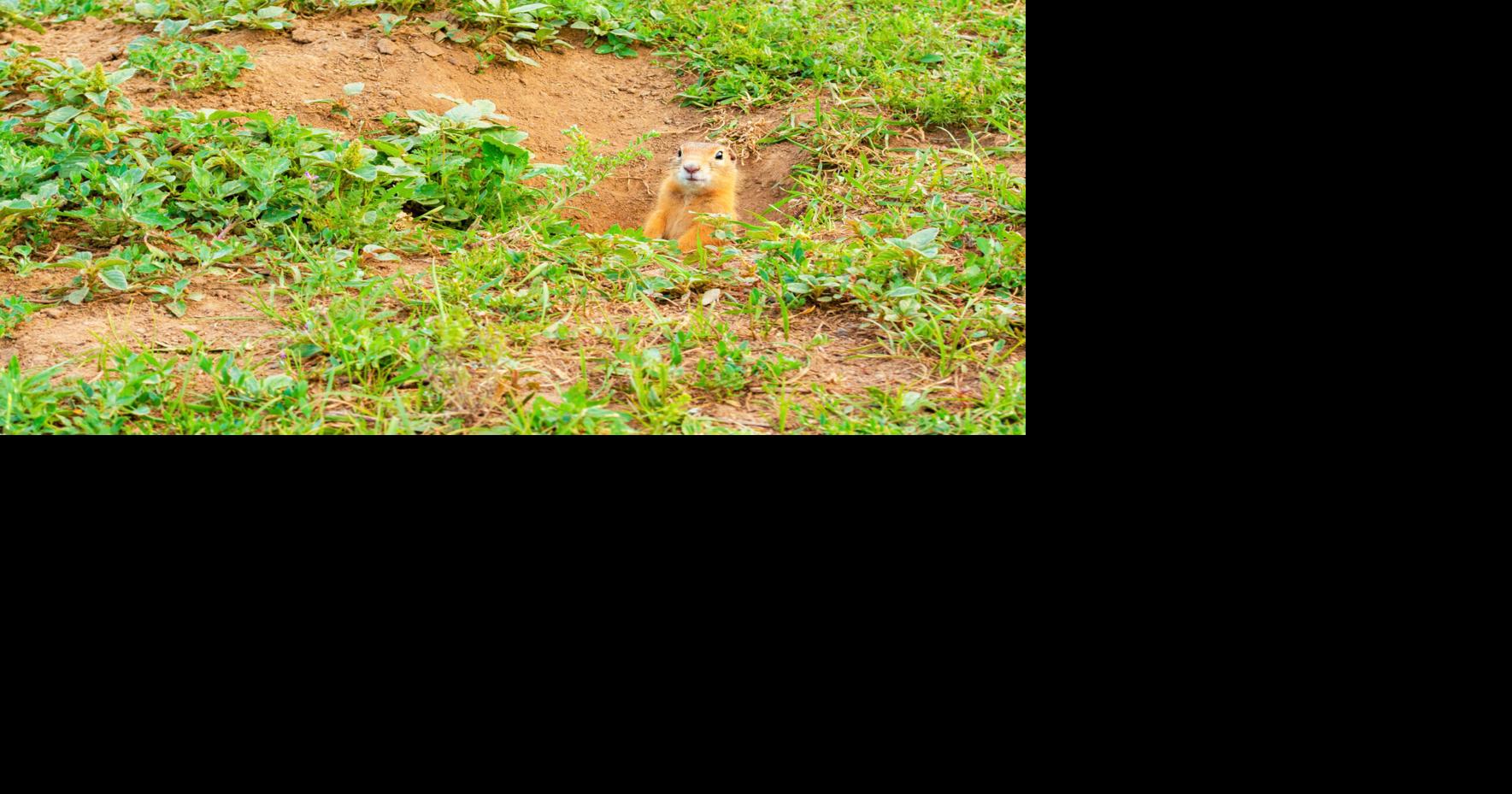Master Gardeners: Gophers in the garden-- how to keep them away | Home ...