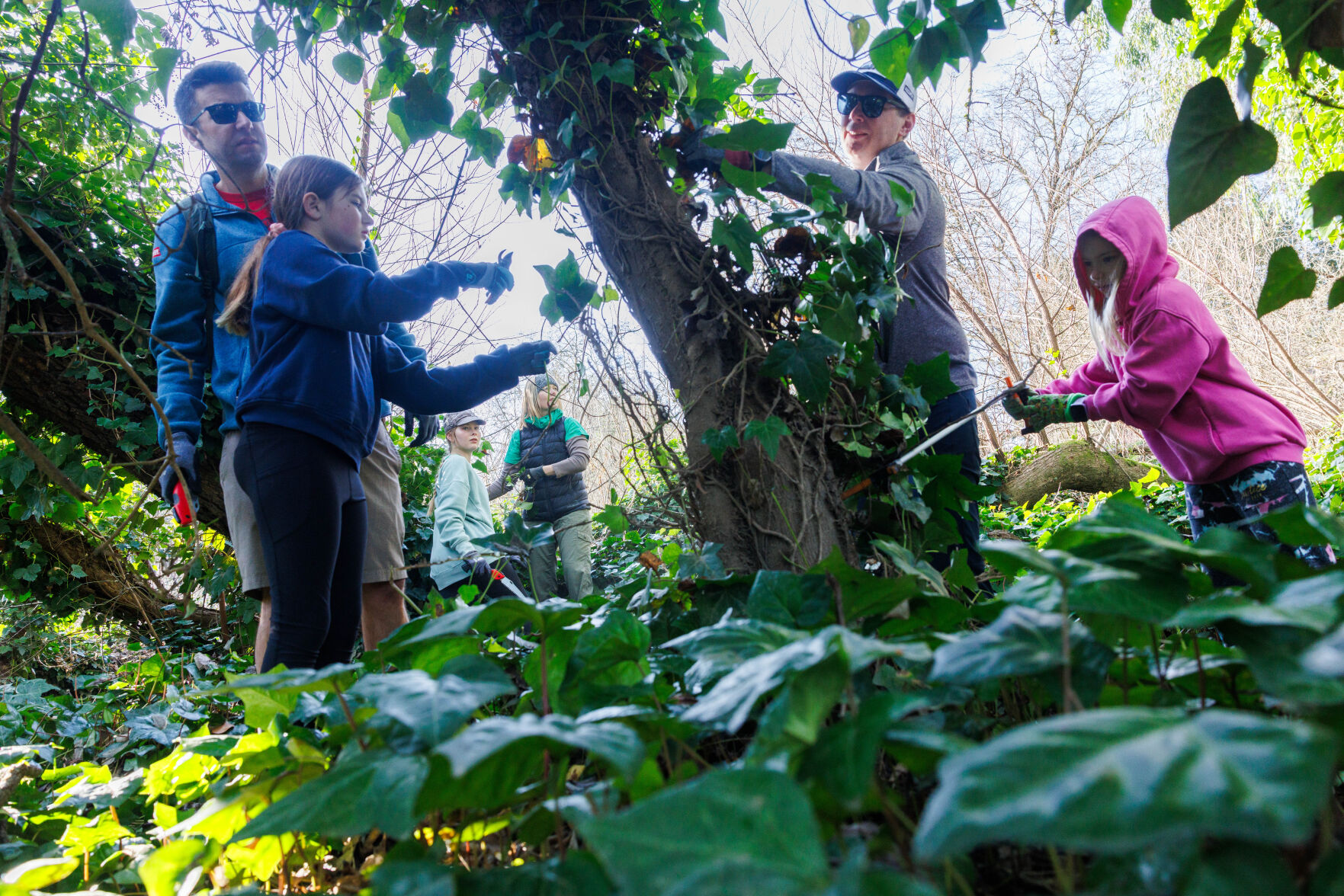 GALLERY: Invasive ivy cleanup along the Napa River to celebrate Martin ...