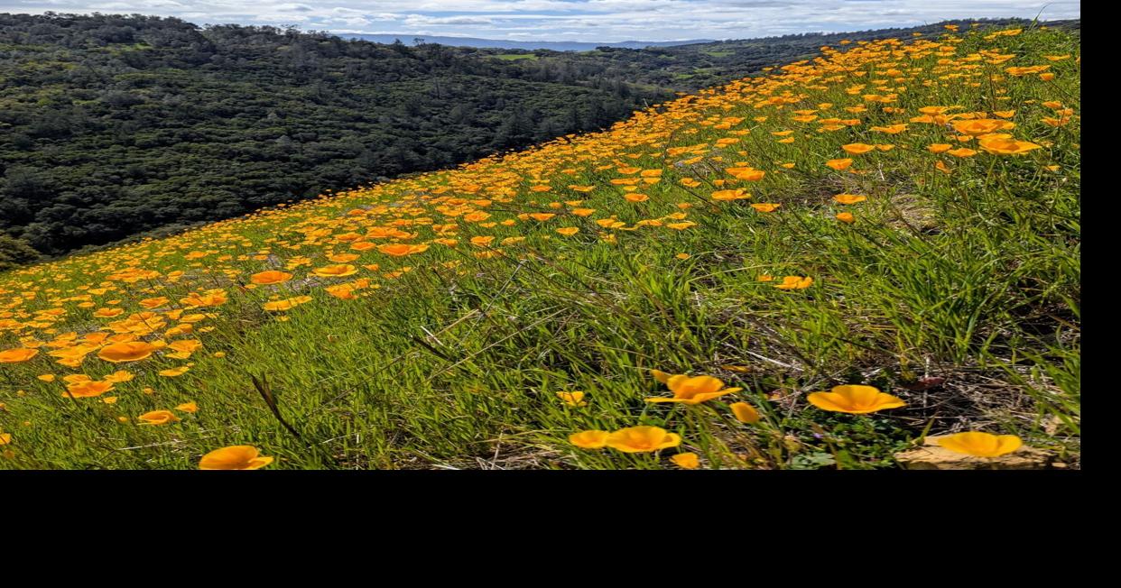 Napa County finalizes Skyline deal, Moore Creek Park grows | News ...