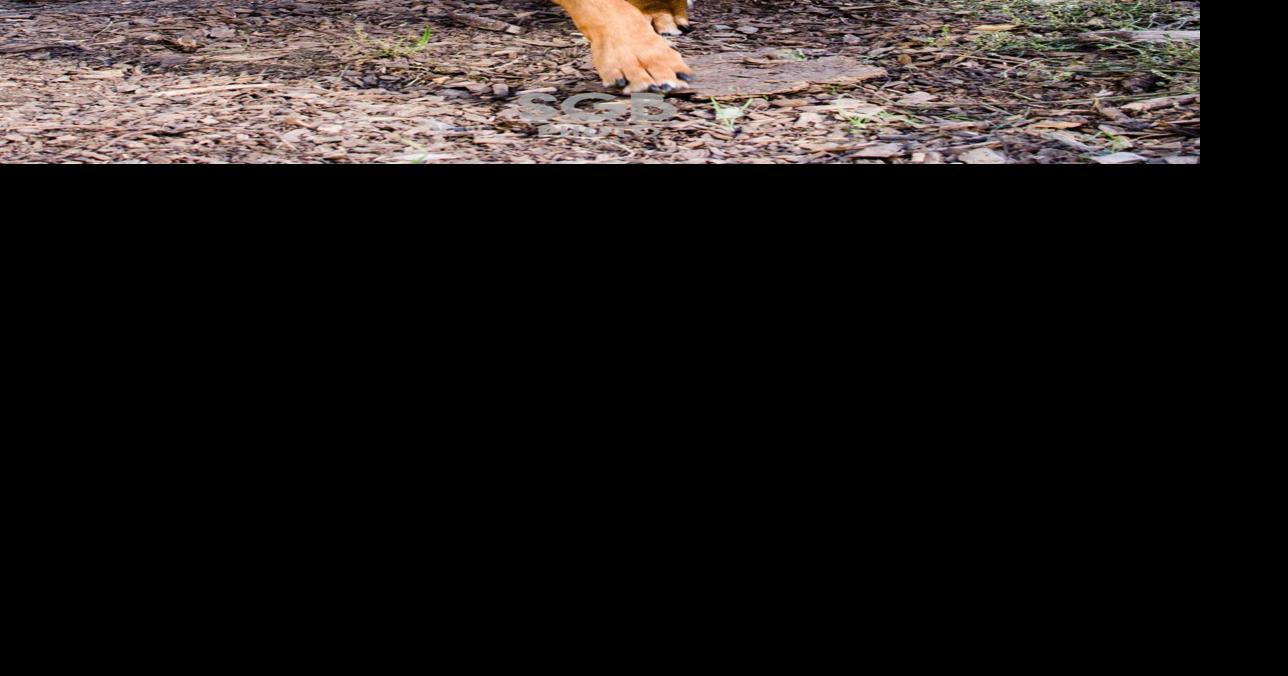 Pet of the Week: Canelo