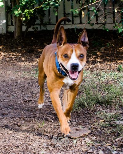 Pet of the Week: Canelo