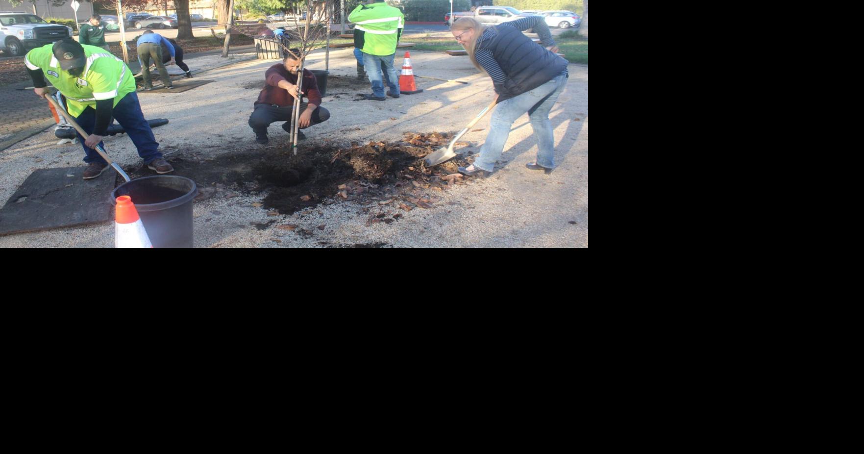Critical steps for successful tree planting | Home & Gardening ...