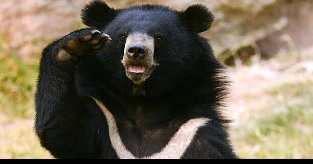 'A calm and gentle individual:' Ukrainian bear who survived Russian ...
