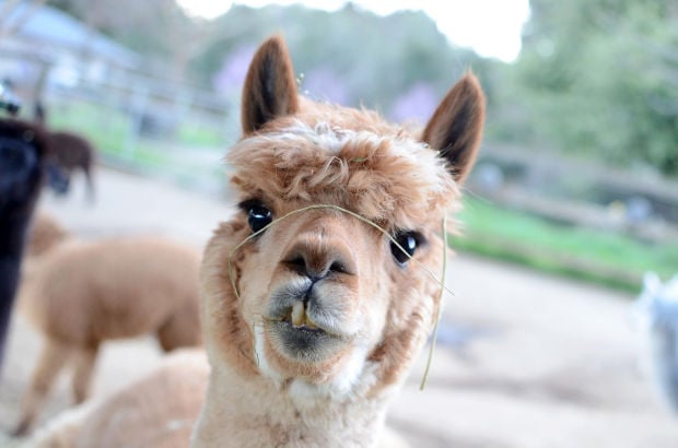 Alpaca ranch raises livestock with personalities