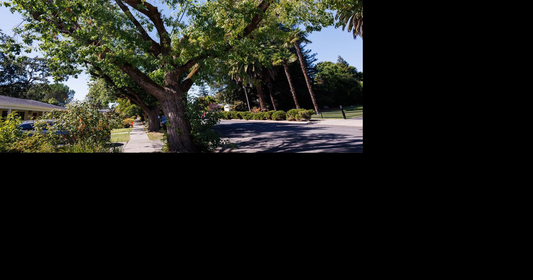 Trees | News | napavalleyregister.com