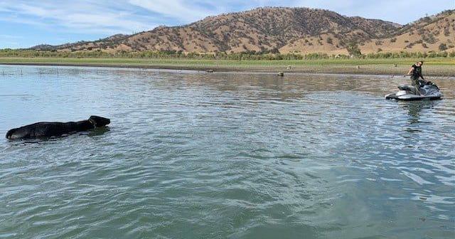 Napa sheriff's deputies save drowning bull | | napavalleyregister.com