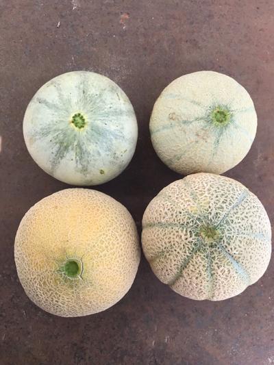 When a Charentais melon isn't a Charentais in Napa