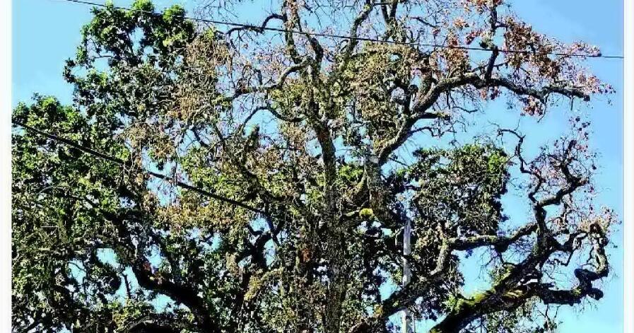 Mediterranean oak borer spreads | | napavalleyregister.com