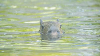 What's new at the Naples Zoo? | Local News | naplespress.com