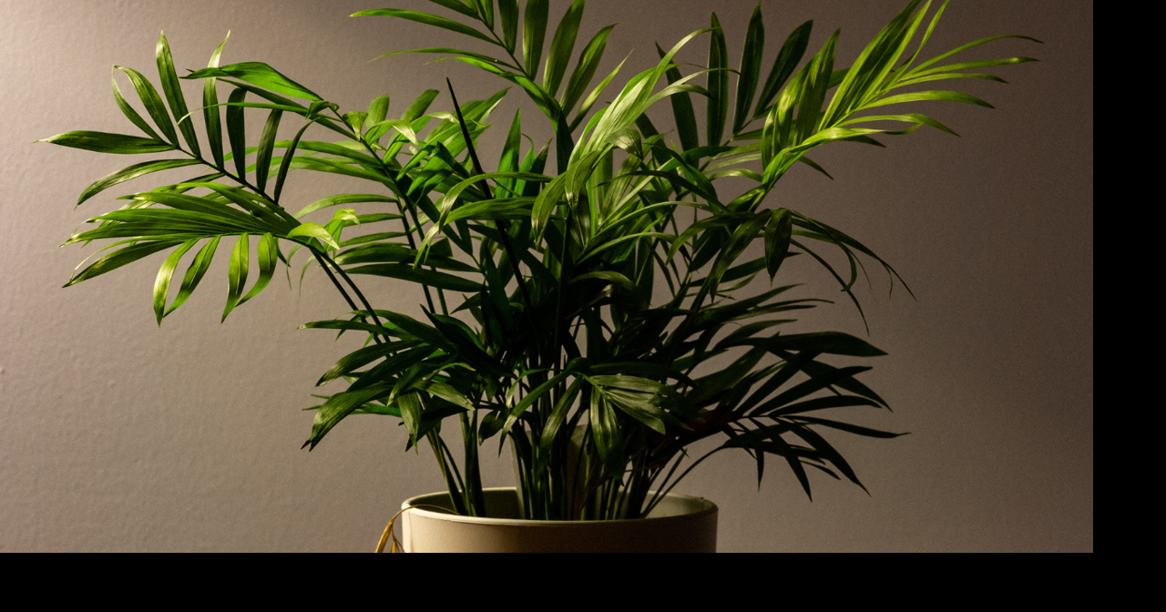 UT Gardens in Jackson to host spring plant sale with 500+ varieties ...