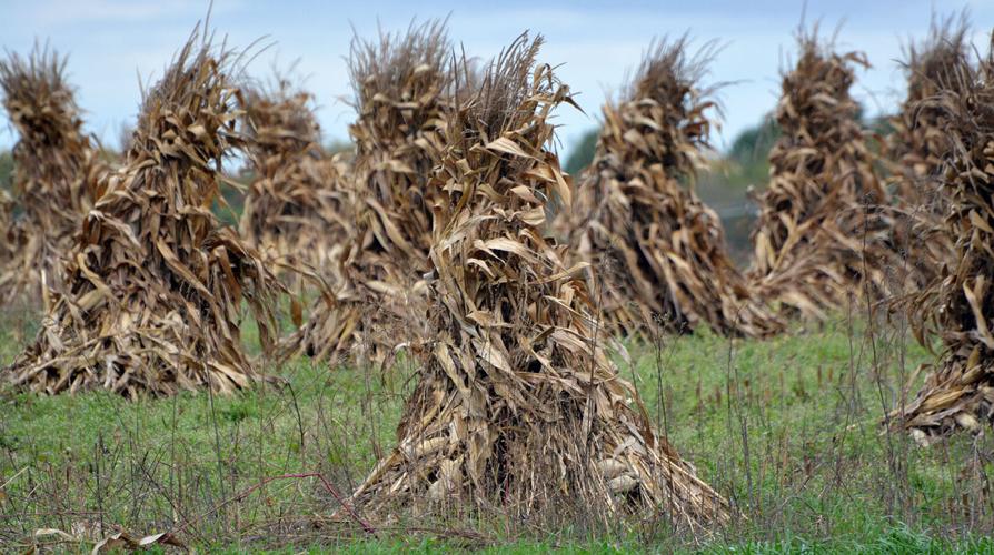 Corn harvest expected to be average after rough start | Local News ...