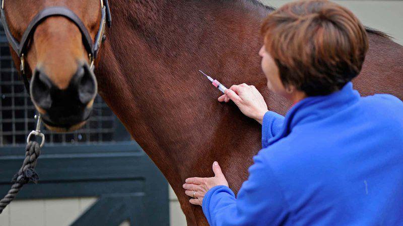 Reining in the facts on equine strangles | Lifestyles | ncnewsonline.com