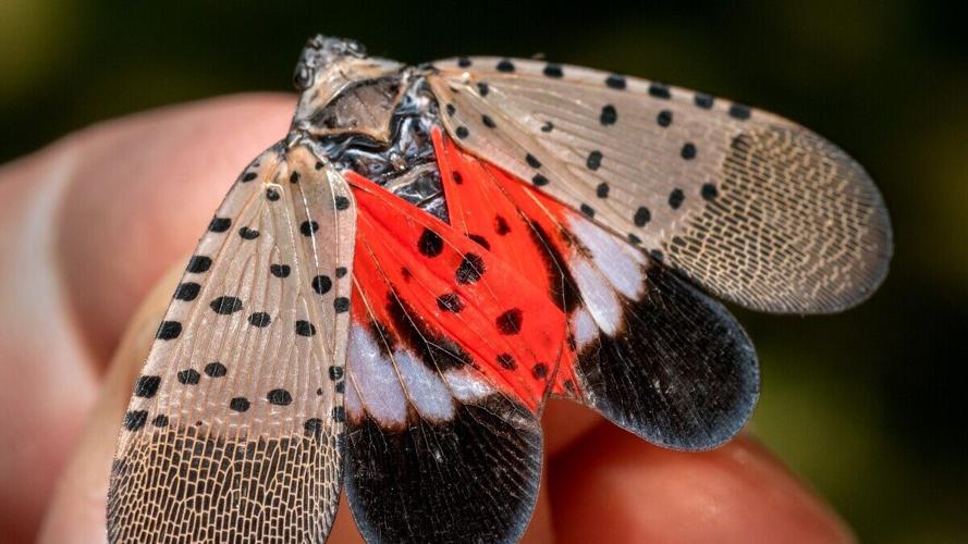 Gary Church | Greenspace: Shining a light on lantern flies as they ...