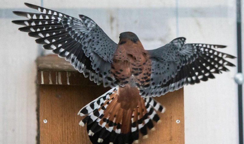 Nesting boxes offer solution for cavity-dwelling raptors | Lifestyles ...