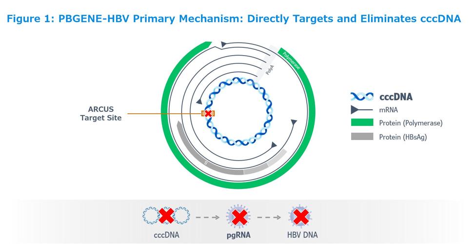 Precision BioSciences Announces New and Late-Breaking PBGENE-HBV ...