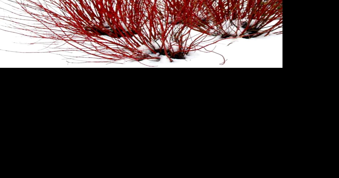 Gary Church | Greenspace: 'Artic Fire' brings the heat for for winter ...