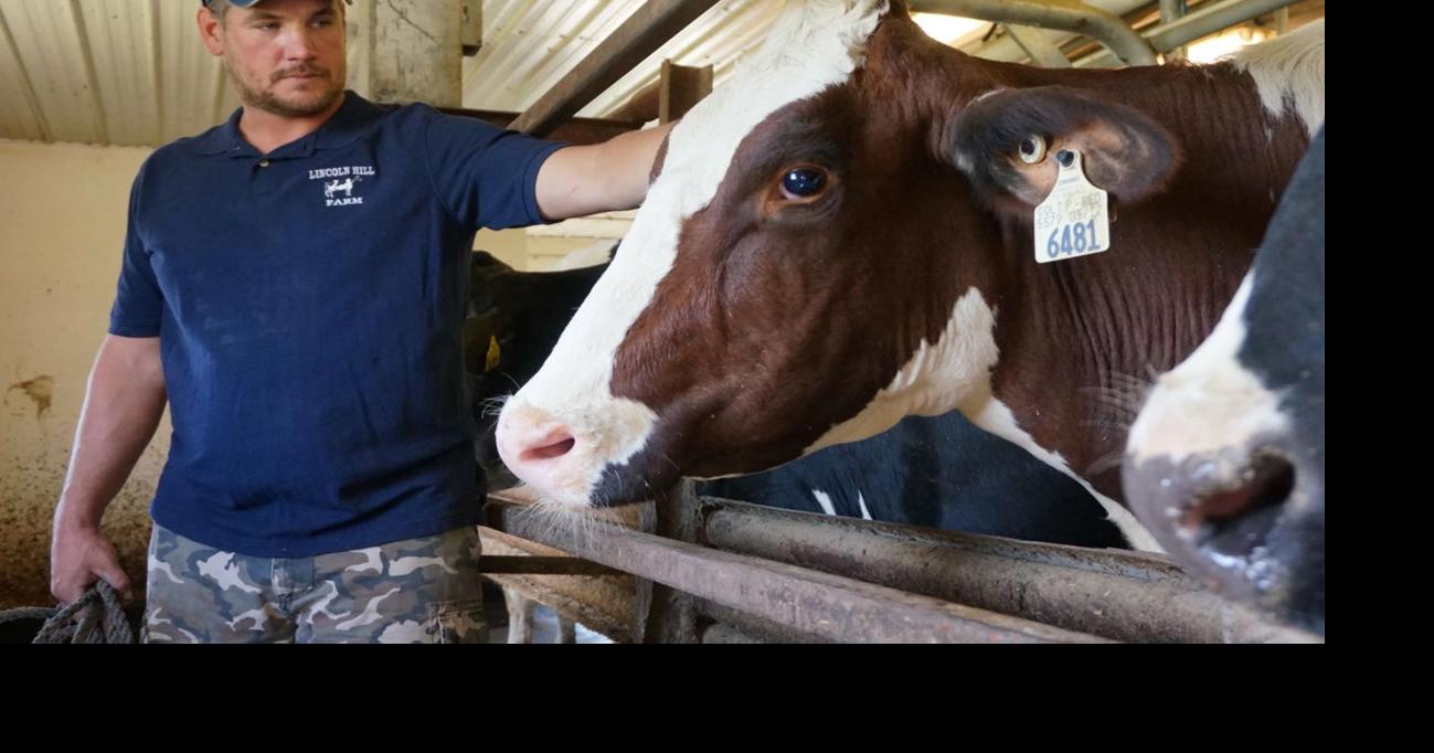 Gambling on genes to build a better cow | Don't Miss This ...