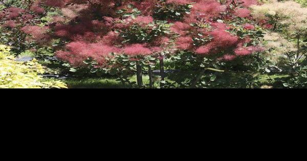 Column by Gary Church: Velvet Fog puts the smoke back in the smokebush ...