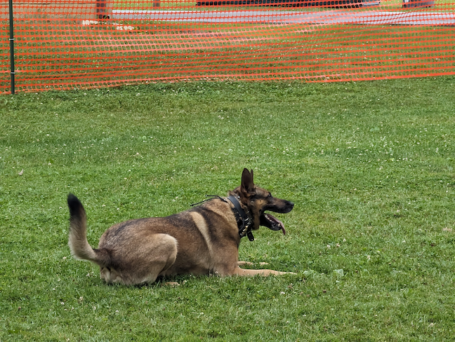 Dog Days of Summer event returns to help police K-9s | Local News ...