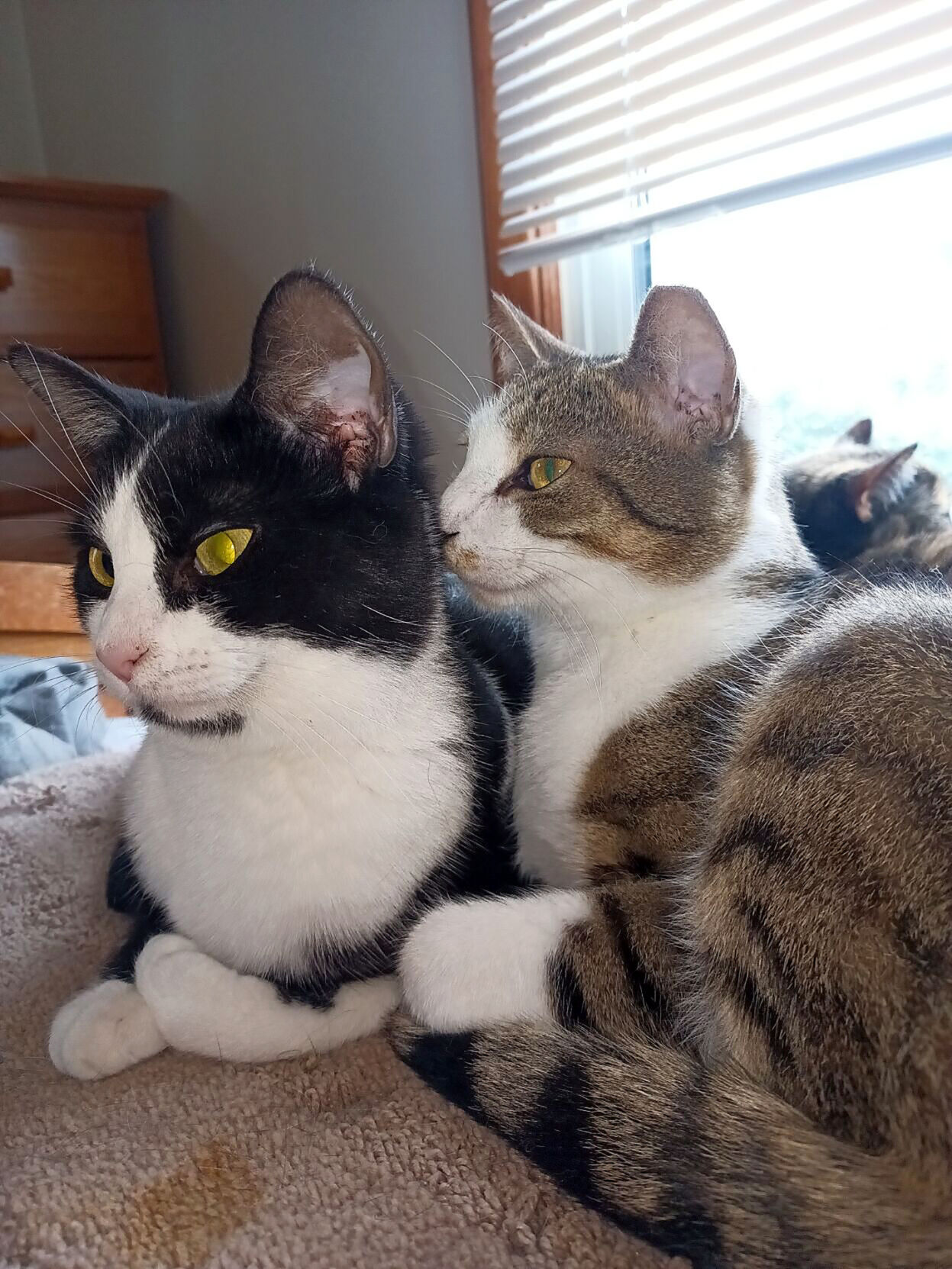 Ellwood's Ricky Venezie gives cats a home thanks to nonprofit ...