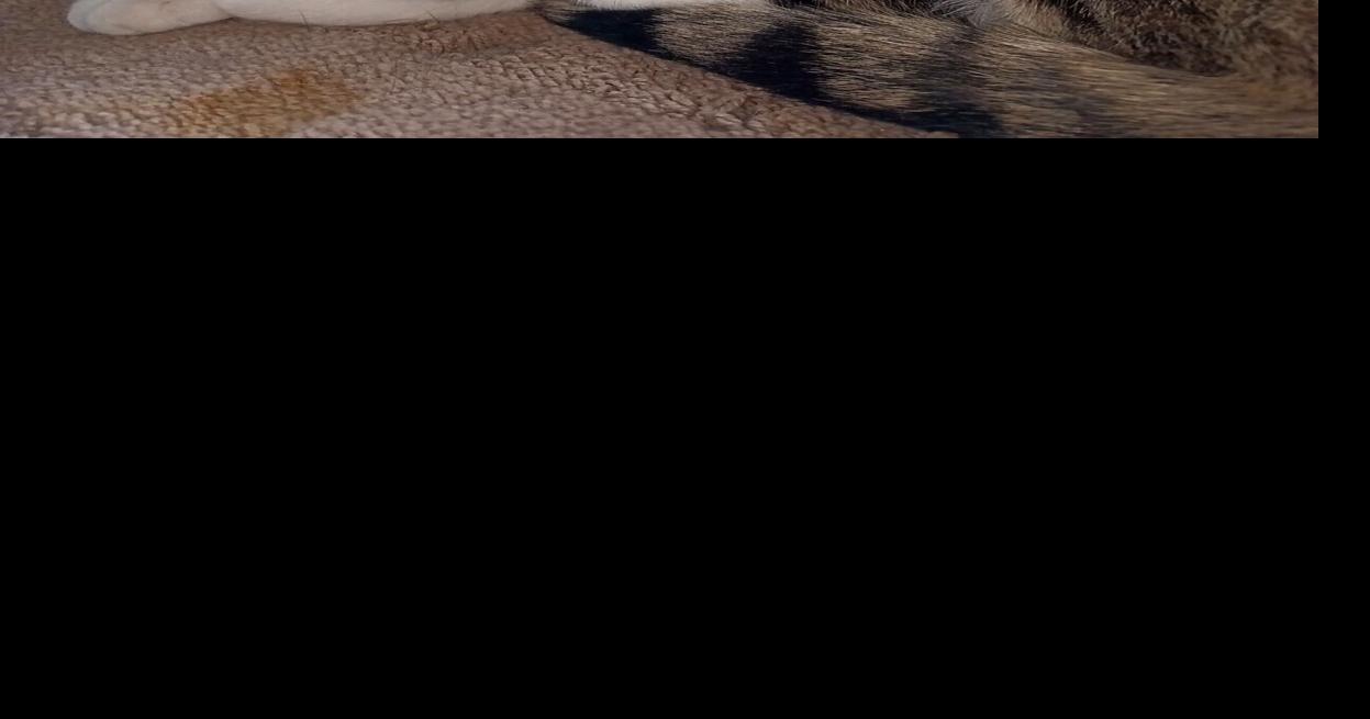 Ellwood's Ricky Venezie gives cats a home thanks to nonprofit ...