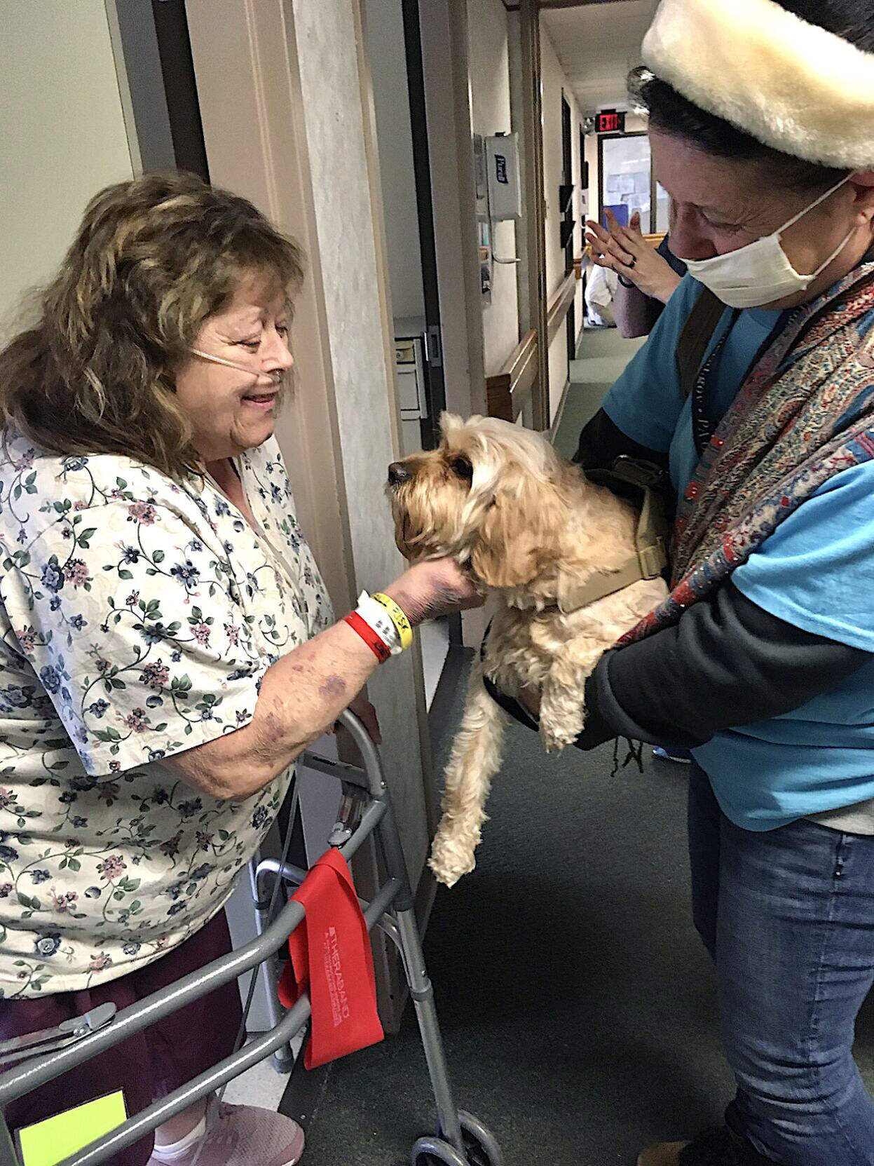 Therapy dog heals wounds after recovering from her own | Local News ...