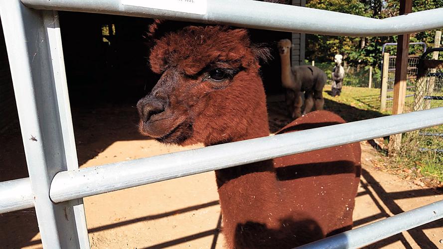 Meet the alpacas — a fleece-y adventure takes place at North Beaver ...