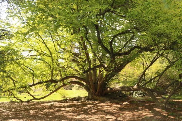Column by Dave Zuchowski: Morris Arboretum's famed tree grows more ...