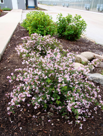 Column by Gary Church: New Jolene shrub a real beauty | Lifestyles ...