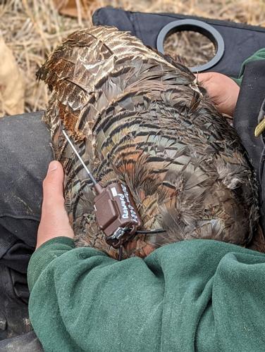 OSU studying turkey populations in Ashtabula County, across state ...