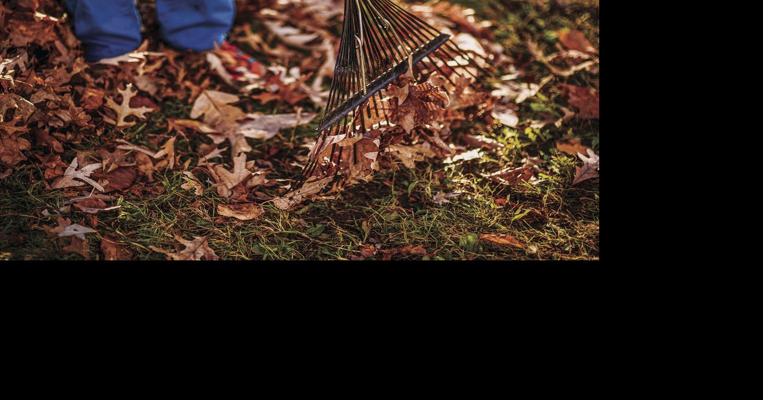 Gary Church | Greenspace: To rake or not to rake? That is the question ...