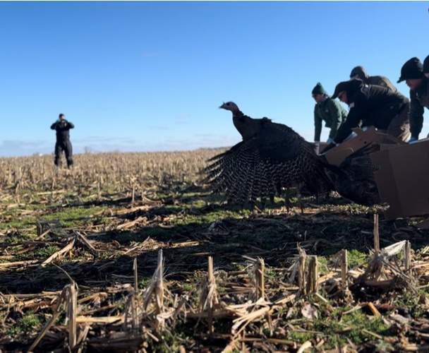 OSU studying turkey populations in Ashtabula County, across state ...