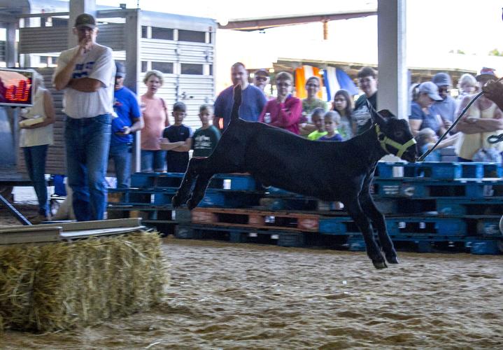 Fair's Goat Olympics balances dedication and stubbornness | Local News ...