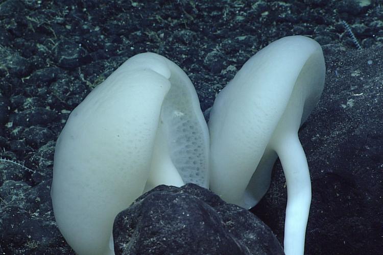 Companies join a deep-sea mining rush after Trump executive order, as ...