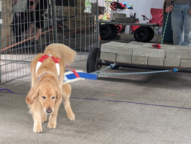 Dog Days of Summer event returns to help police K-9s | Local News ...