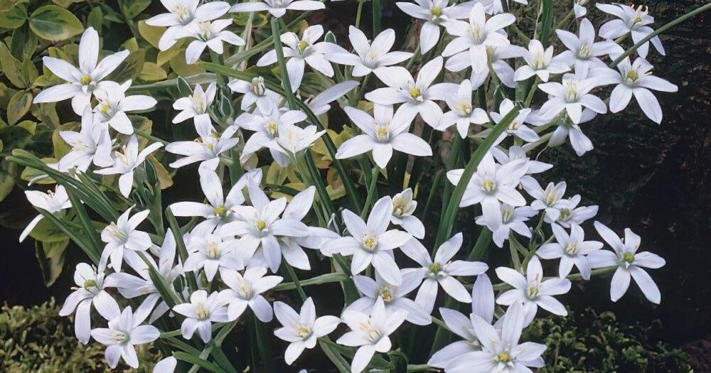 Gary Church | Greenspace: Pretty plant star of invasive weed list ...