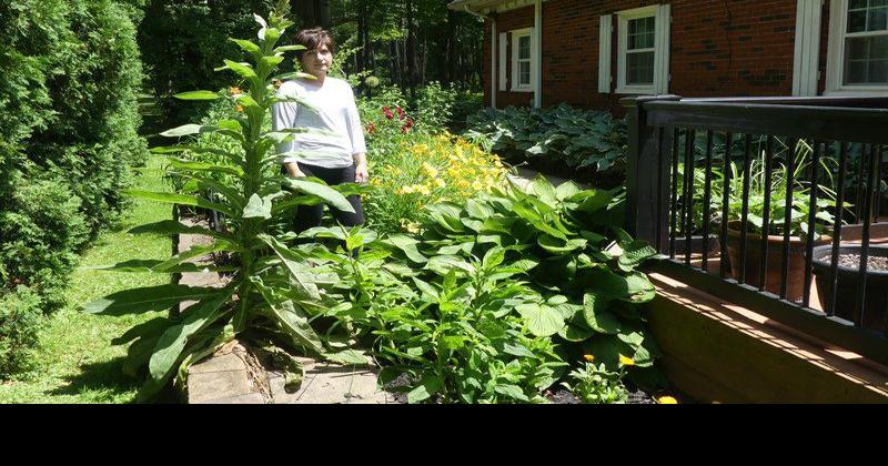 GARY CHURCH: Weed reaches impressive heights as friendship sprouts ...