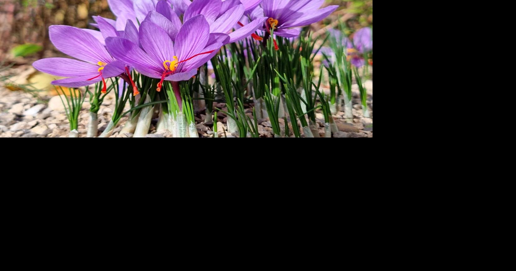 Gary Church | Greenspace: Price of saffron anything but 'mellow ...